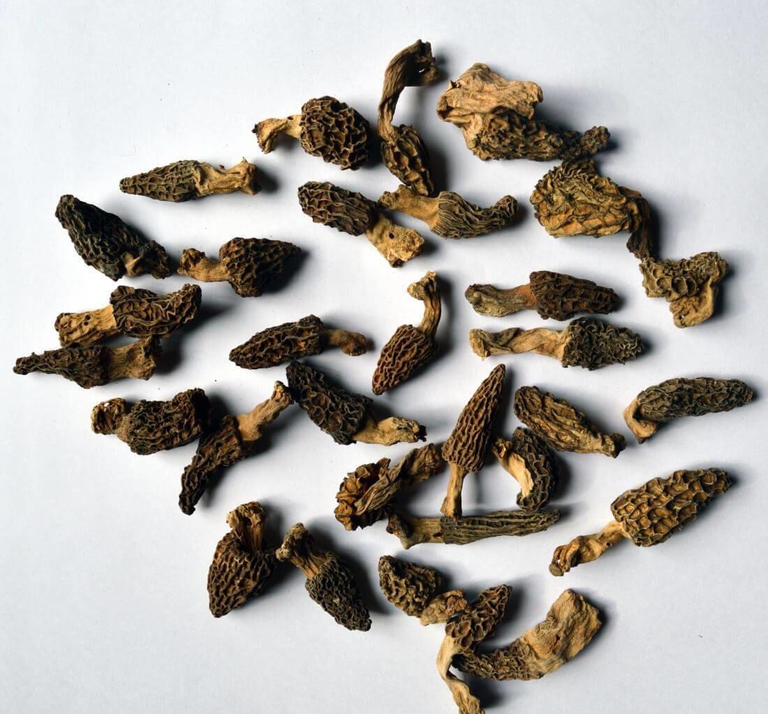 BUY DRIED MUSHROOMS | GUCHHI MUSHROOM - BUY ONLINE | ABK®